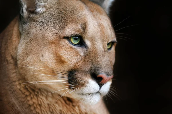 Puma Close Portrait Beautiful Eyes Isolated Black Background Stock ...