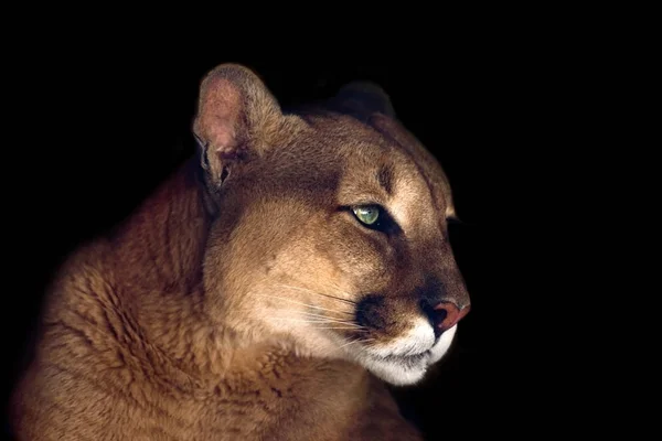 Puma Close Portrait Beautiful Eyes Isolated Black Background Stock ...