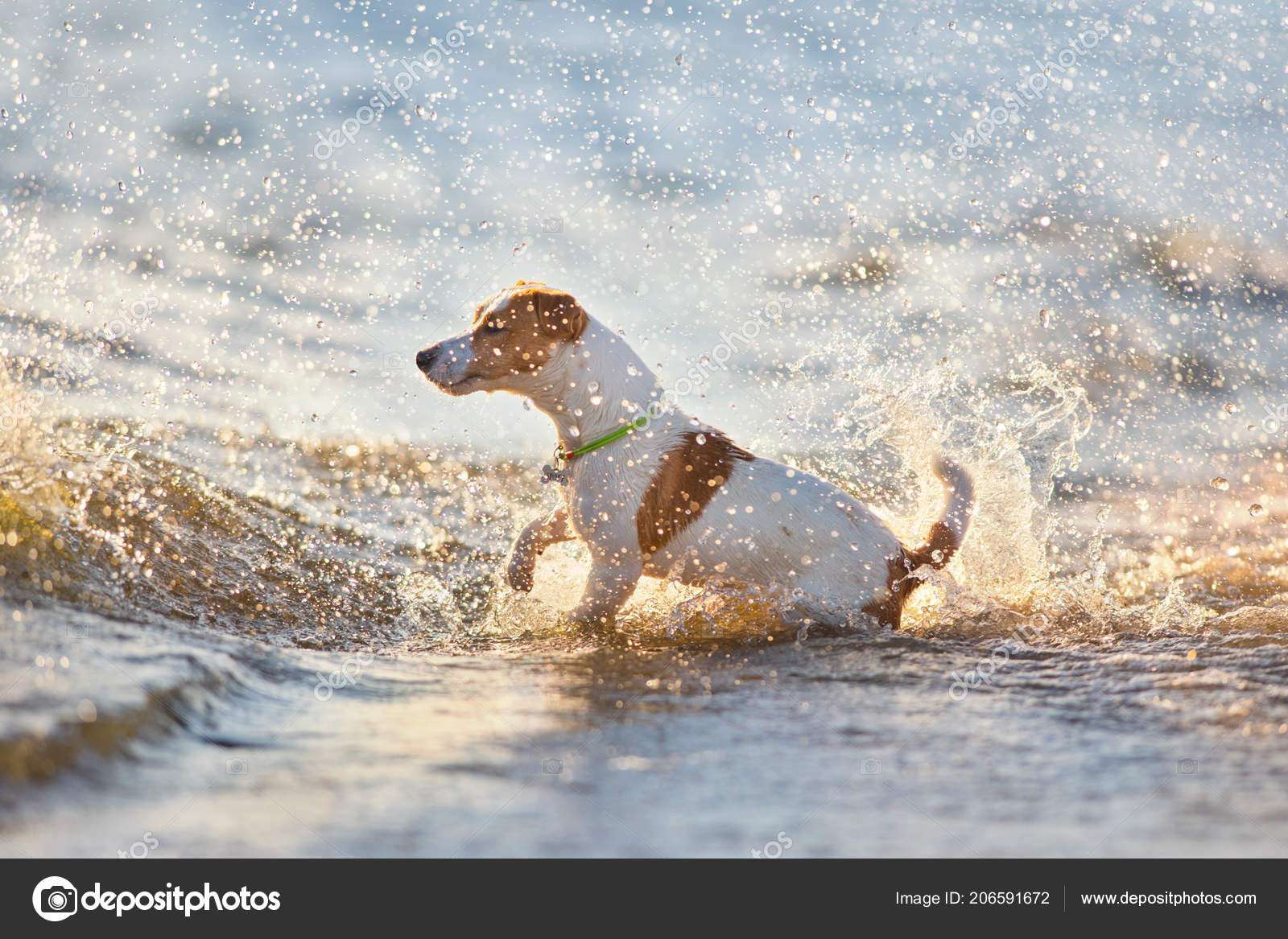 Jack Russell Terier Play Blue Water Stock Photo by ©kwadrat70 206591672