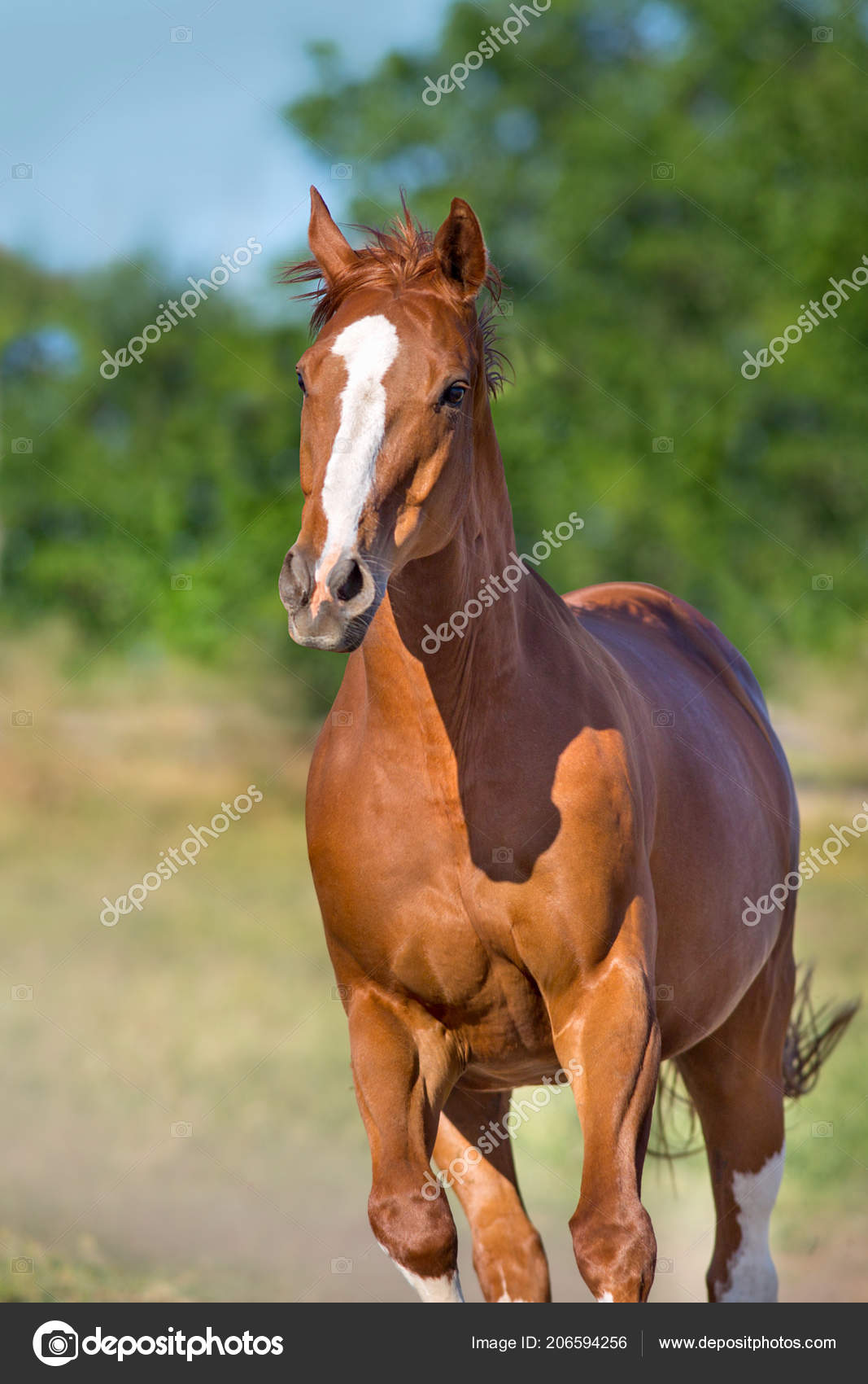 Beautiful Red Horse Long Mane Close Portrait Motion Summer Day — Stock ...