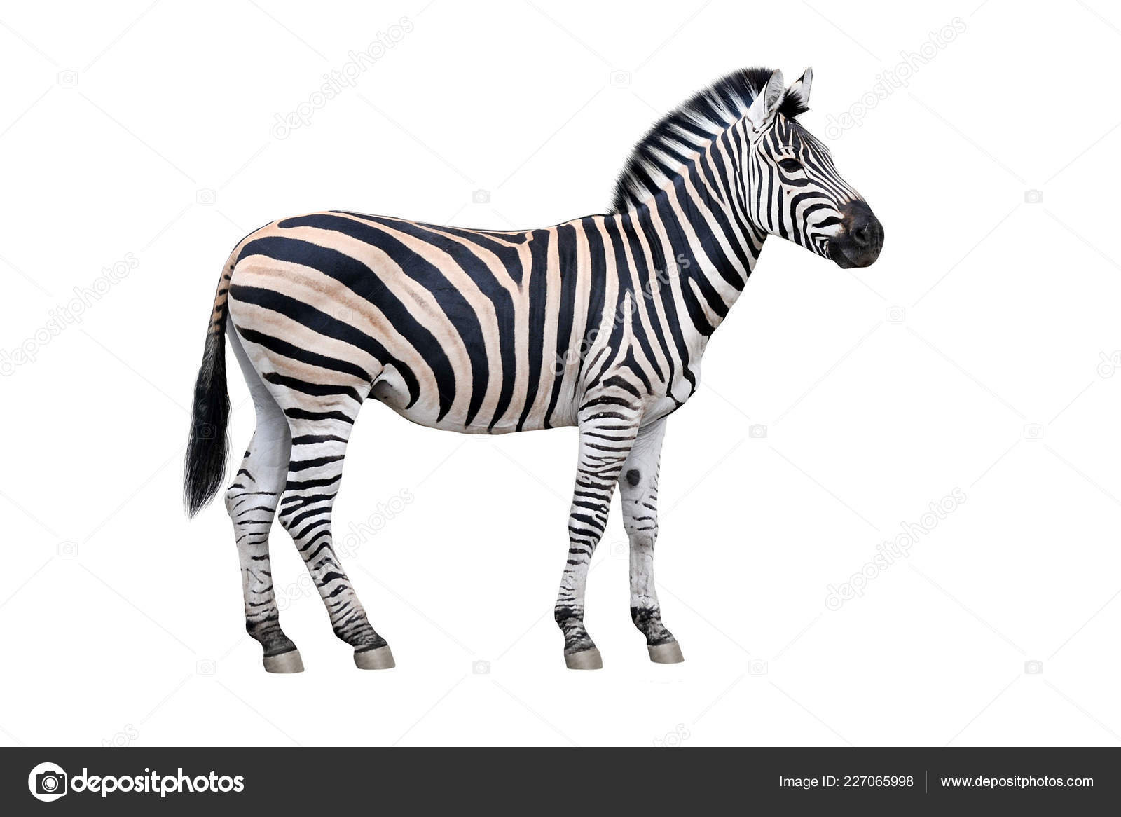 Zebra Portrait Isolated White Background Stock Photo by ©kwadrat70 ...