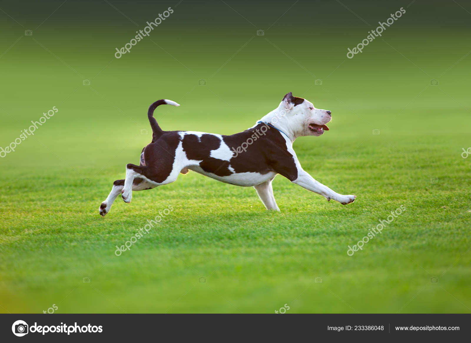How Fast Can A Staffordshire Bull Terrier Run