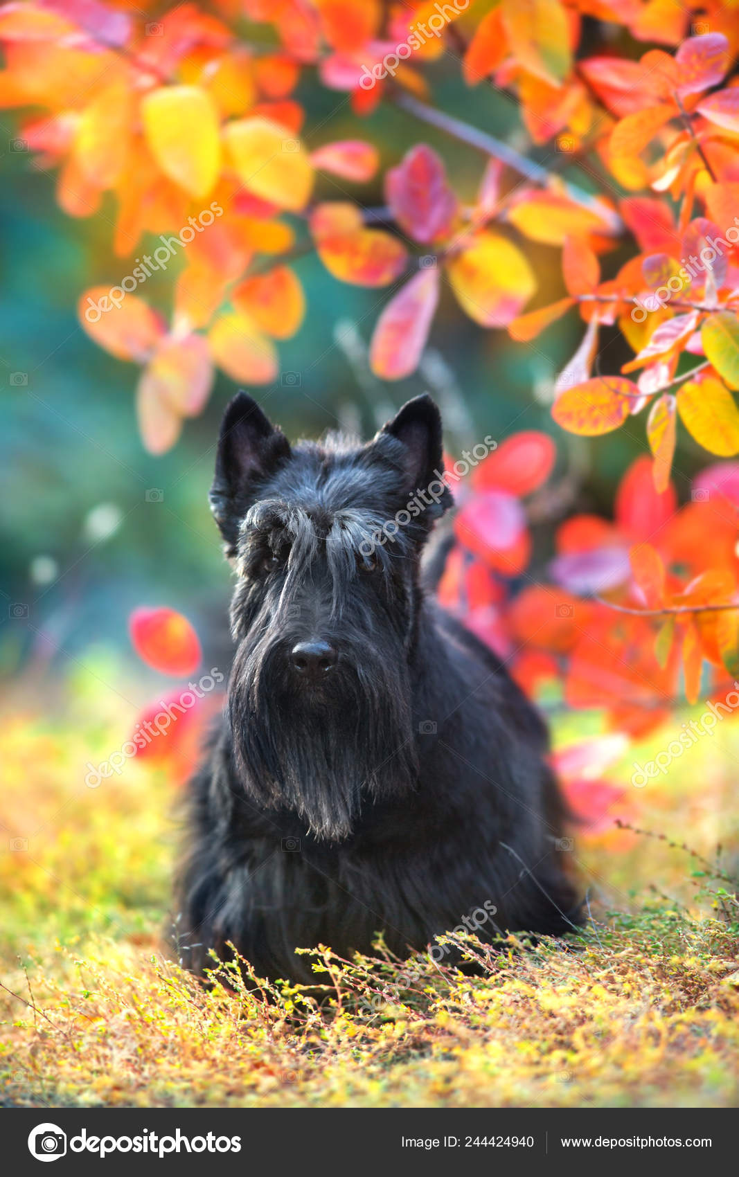 Scottish Terrier Portrait Fall Landscape — Stock Photo © kwadrat70 ...
