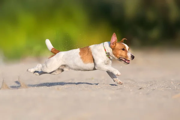 Jack russel running Stock Photos, Royalty Free Jack russel running ...
