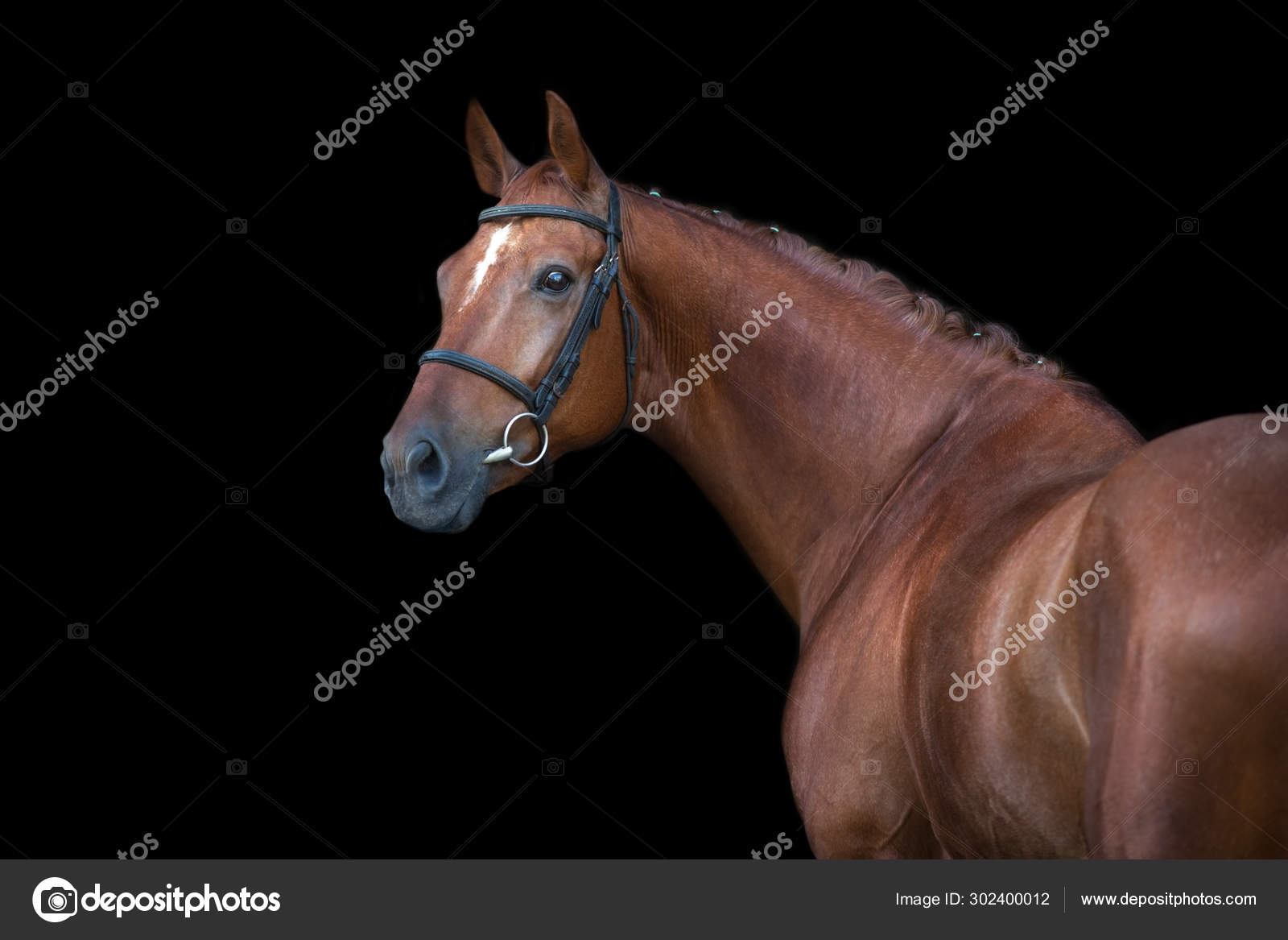 Red Horse Portrait Black Background Stock Photo by ©kwadrat70 302400012