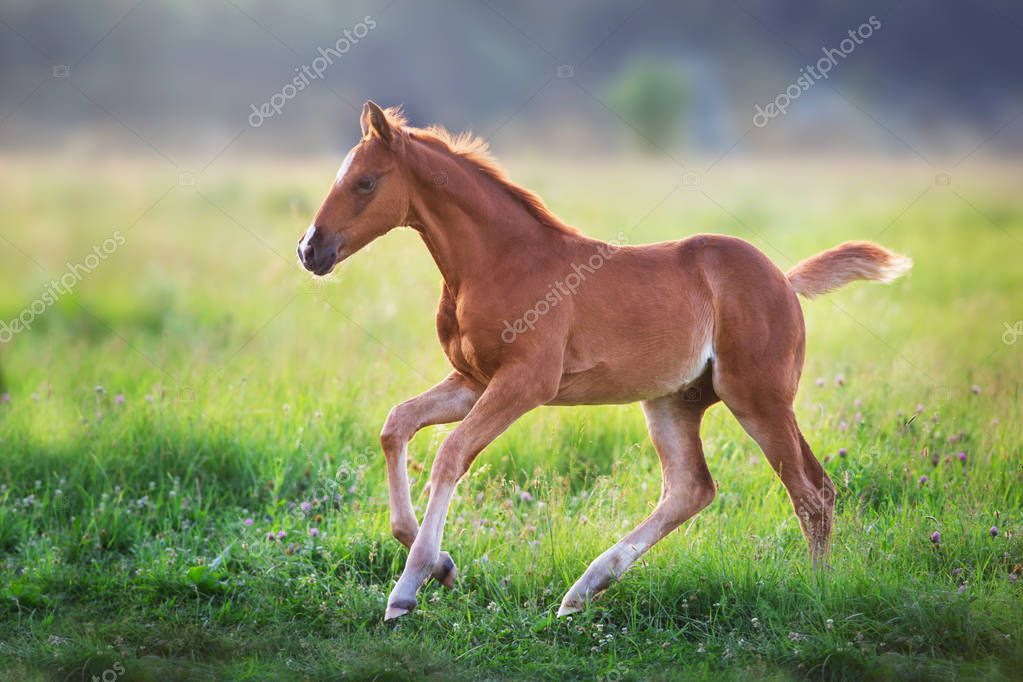 Hermosa carrera de potro rojo y diversión en el campo de salida del sol ...