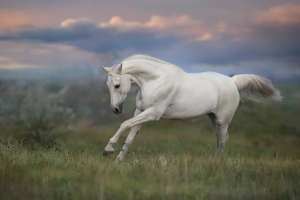 Beau cheval blanc images libres de droit, photos de Beau cheval blanc ...