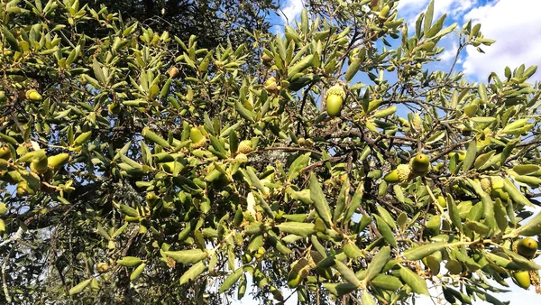 Argan oil tree Stock Photos, Royalty Free Argan oil tree Images ...