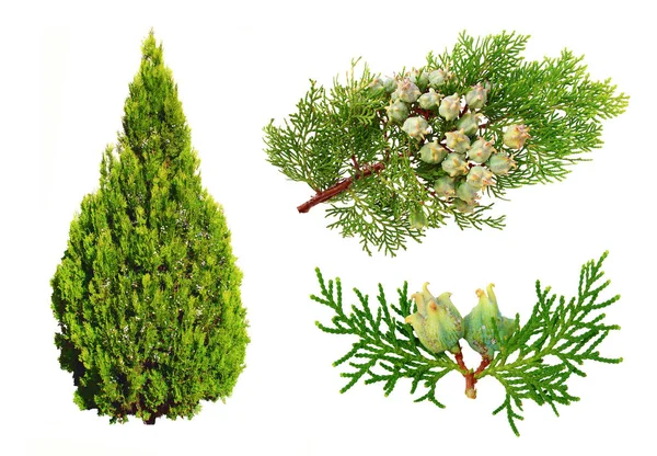 ⬇ Скачать картинки Туя, стоковые фото Туя в хорошем качестве ...