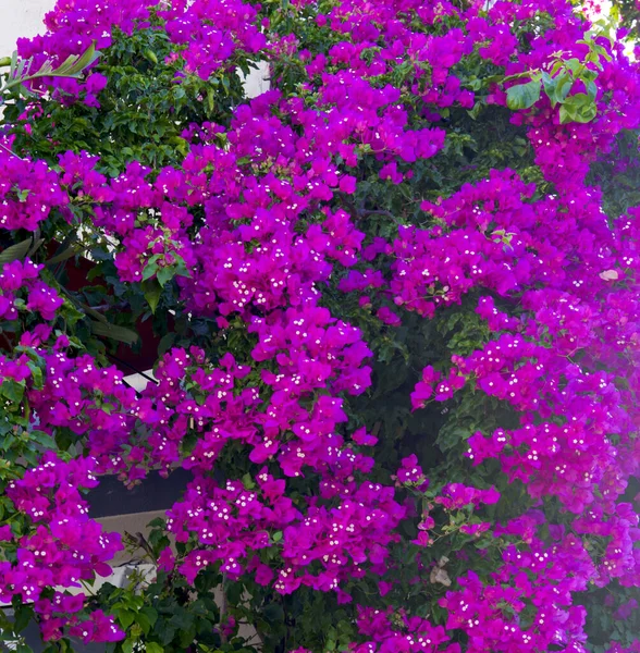 Riviera flowers Stock Photos, Royalty Free Riviera flowers Images ...