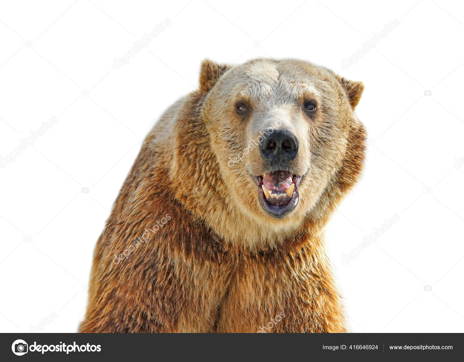 Smiling Grizzly Bear