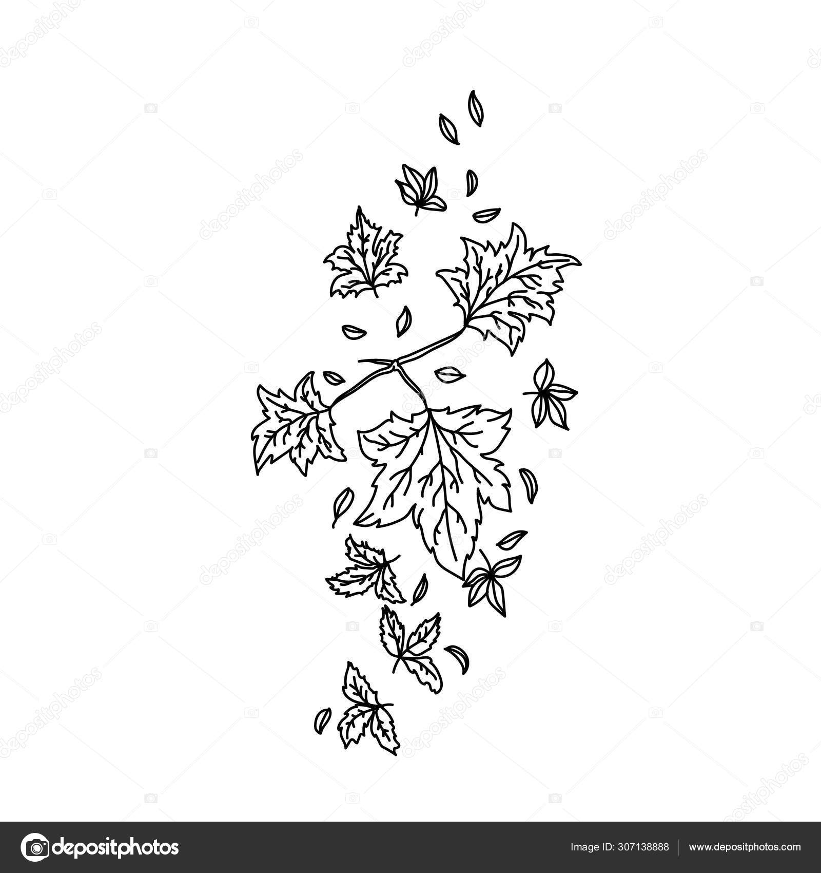 Vector Illustration Autumn Leaves Black Ink Leaves White Background ...