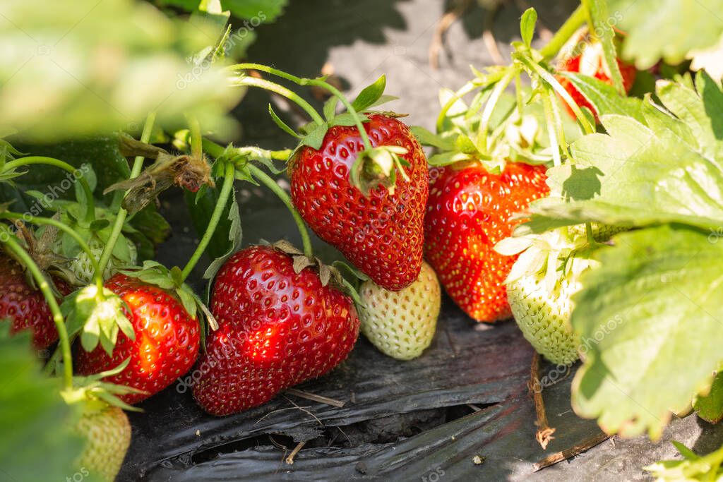 Planta de fresa. Arbusto de fresa. Fresas en crecimiento en el jardín ...