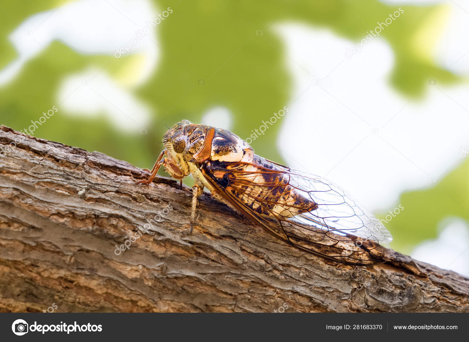 Cicadidae insect. Singing cicada. Cicadoidea insect. Eukaryota Animalia ...