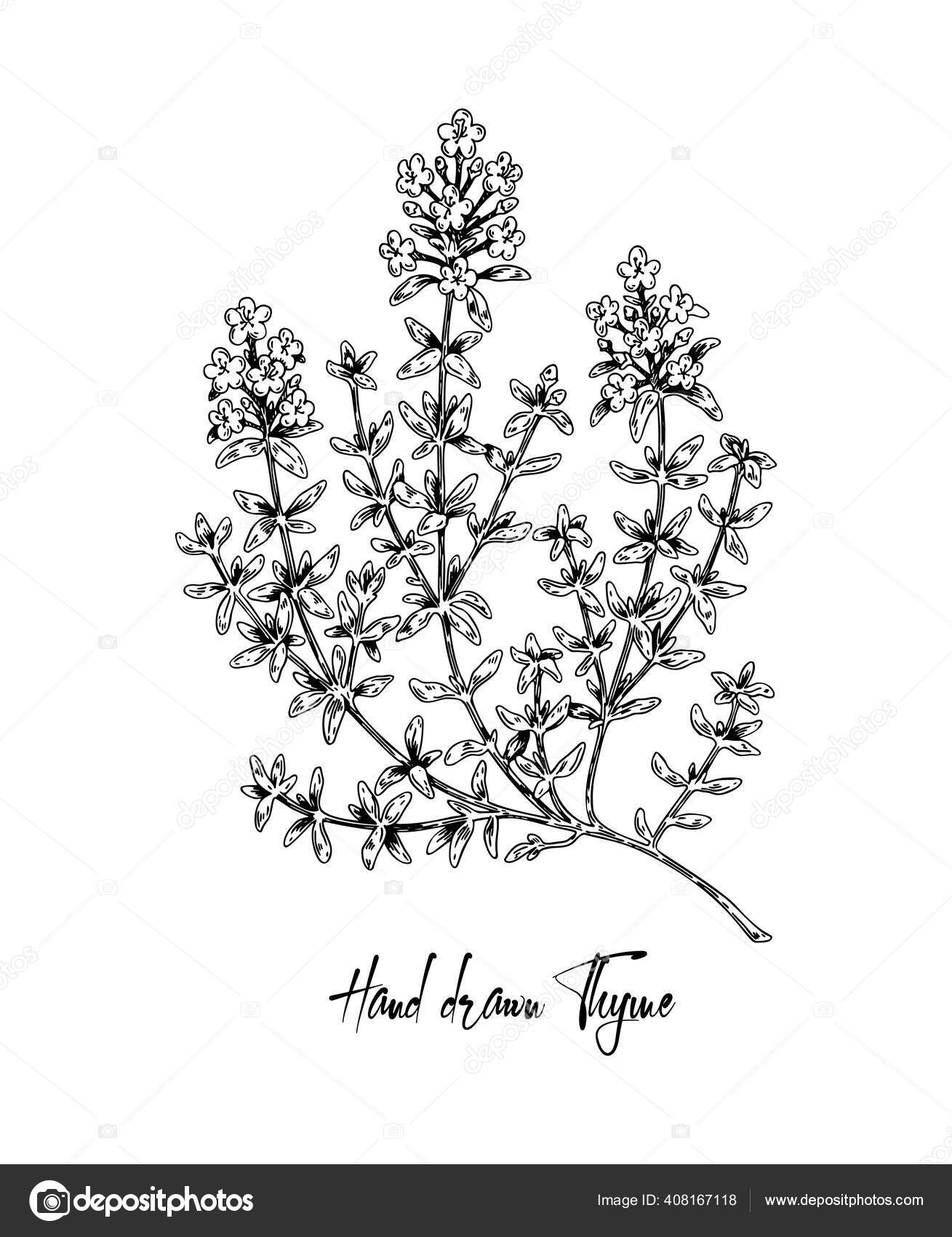 Thymus Plant Drawing