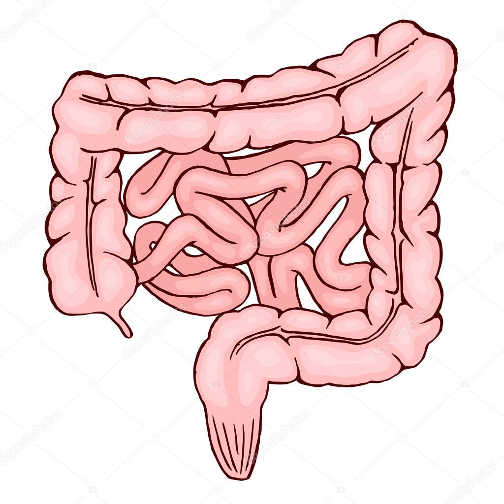 Intestinos humanos. Ilustración vectorial aislada sobre fondo blanco. 2023