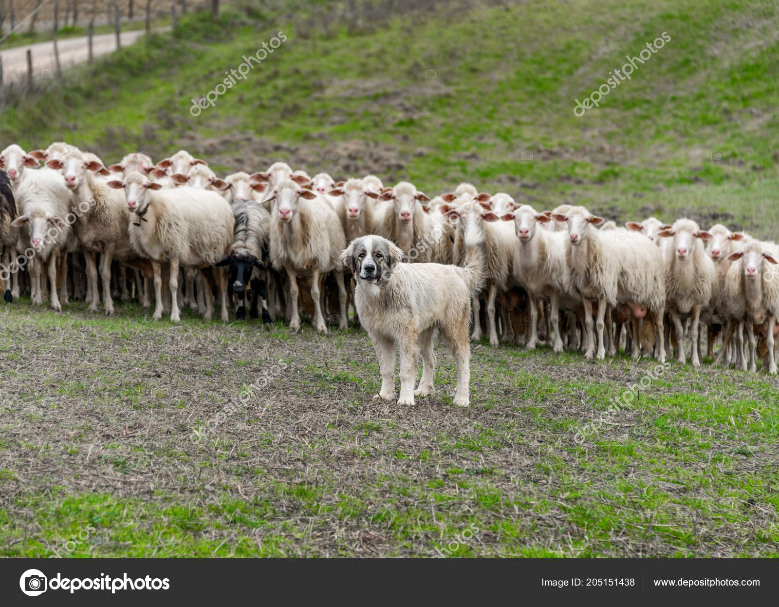 How Does A Shepherd Lead Sheep