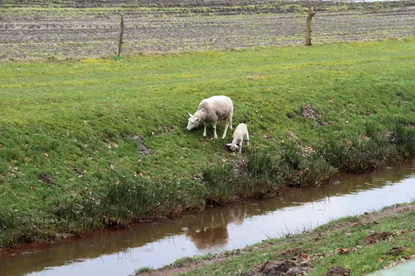 Livestock water trough Stock Photos, Royalty Free Livestock water ...