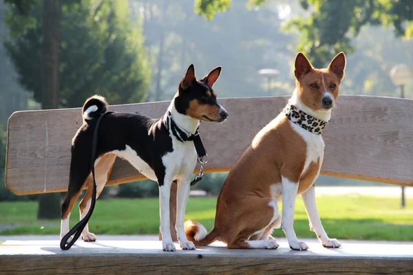 side view of a tri color basenji standing next to a sitting two tone ...