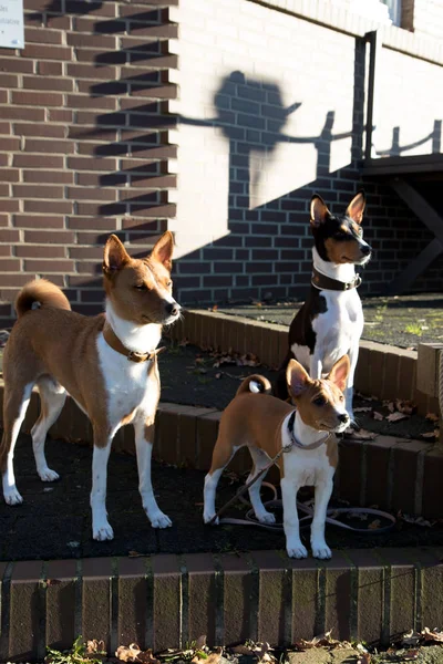 a two tone and a tri color basenji and its puppy on stairs looking ...