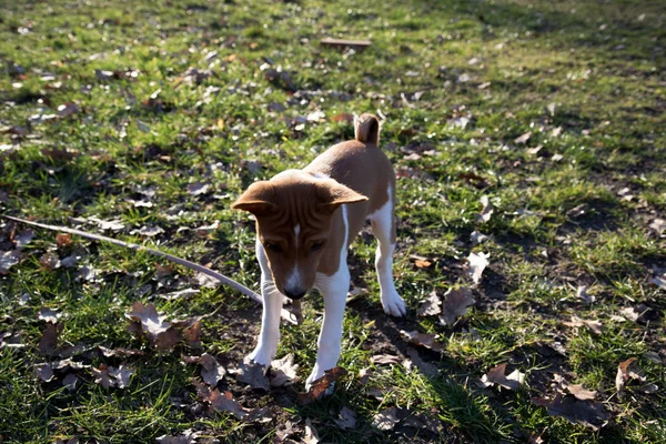 Front Side View Two Tone Basenji Puppy Looking Standing Grass — Stock ...