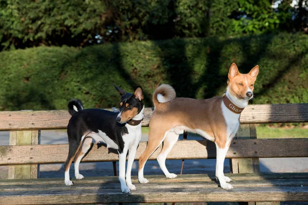 side view of a tri color and two tone basenji on a bench looking around ...