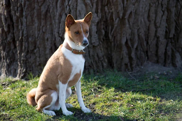closer side view of a two tone basenji sitting on a grass area looking ...