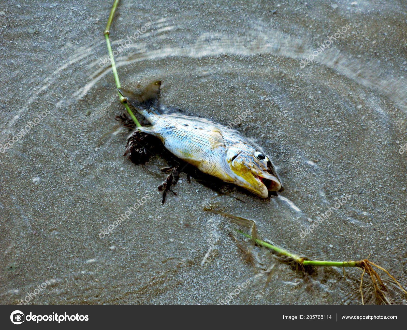 Dead Fish Washed Ashore Shallow Waters Green Plant — Stock Photo ...