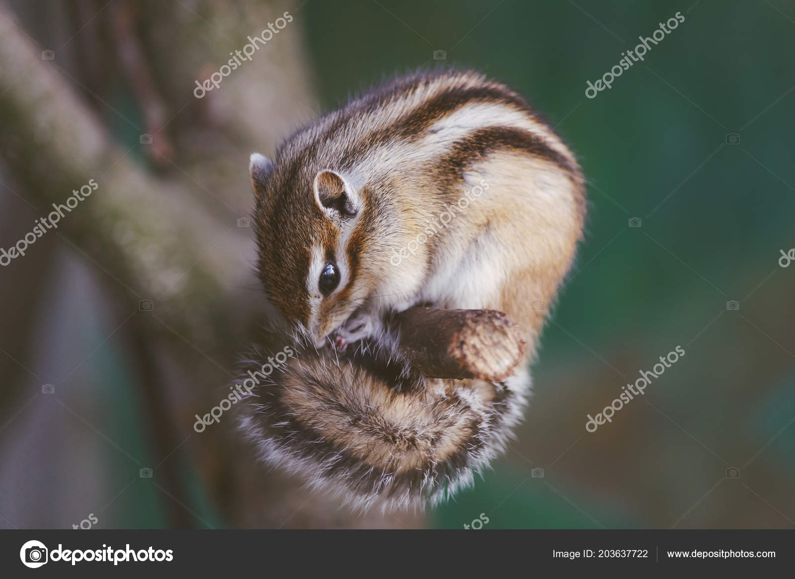 Baby Eastern Chipmunk