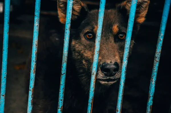 Adoption, pets, sad animals concept. Cute little puppy behind bars in a ...