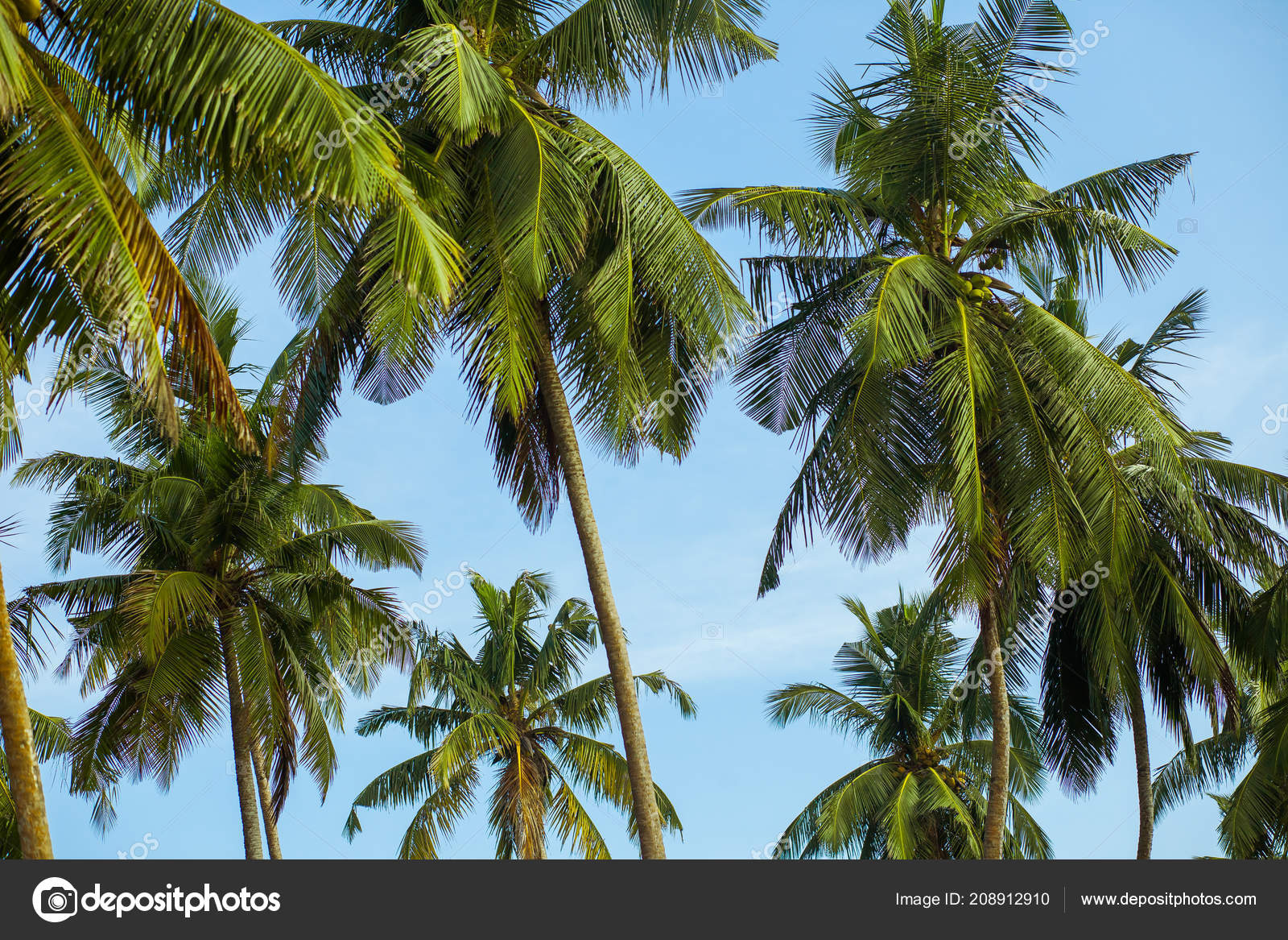 Coconut Palm Tree Background Texture Stock Photo by ©Smeilov 208912910