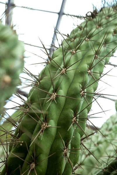 Plants with thick waxy leaves | Cactus plant spines — Stock Photo ...