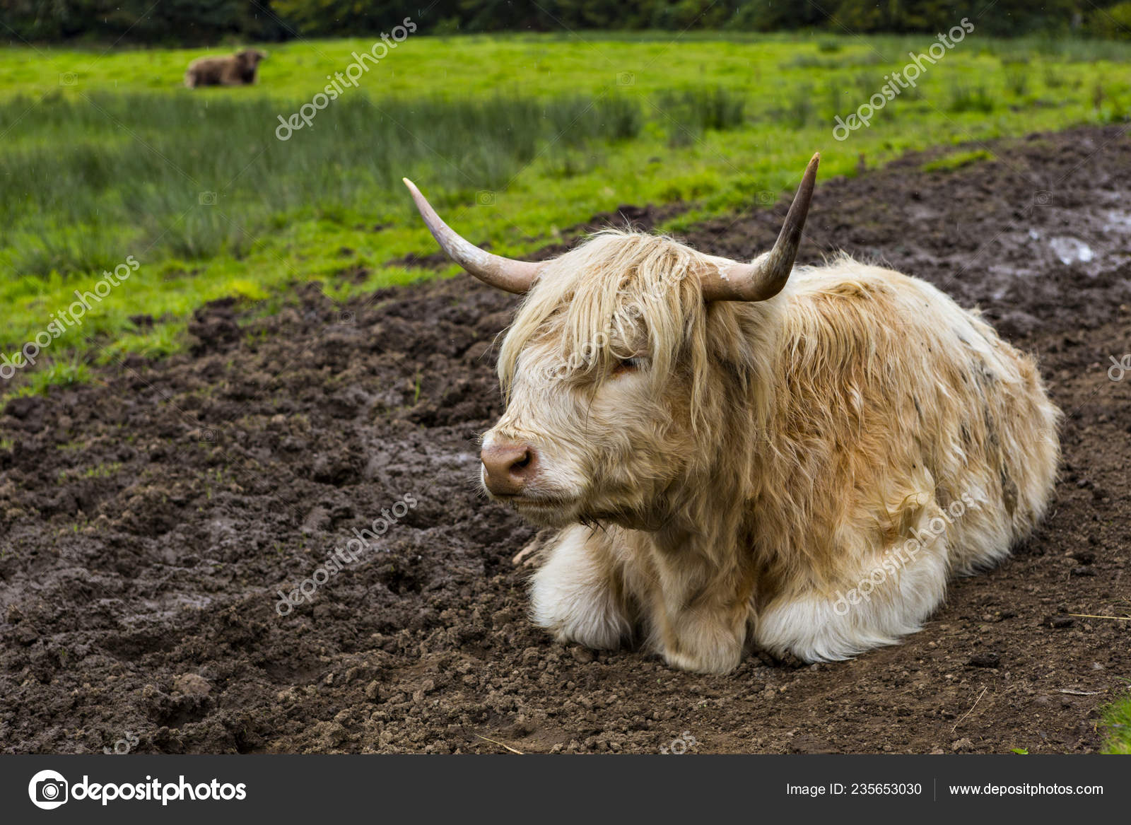 White Highland Cow Aka Scottish Coo Rests Dirt — Stock Photo ...