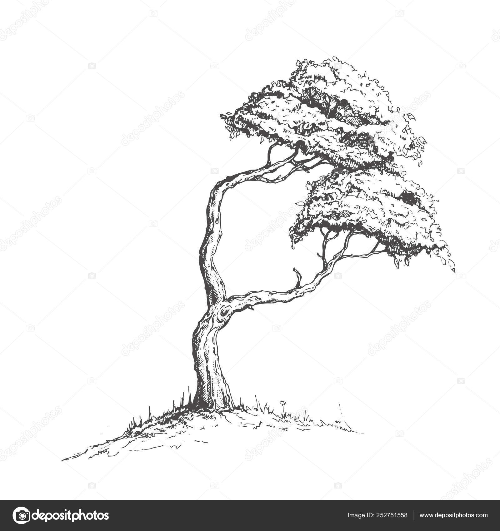 Japanese Pine Tree Drawing