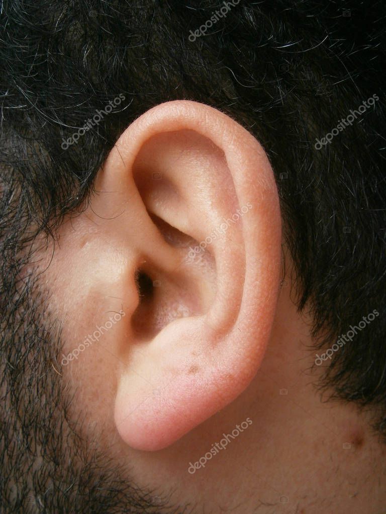 el órgano de la audición y el equilibrio en los seres humanos y otros ...