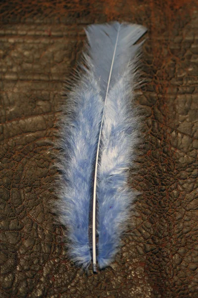 Blue jay feather Stock Photos, Royalty Free Blue jay feather Images ...