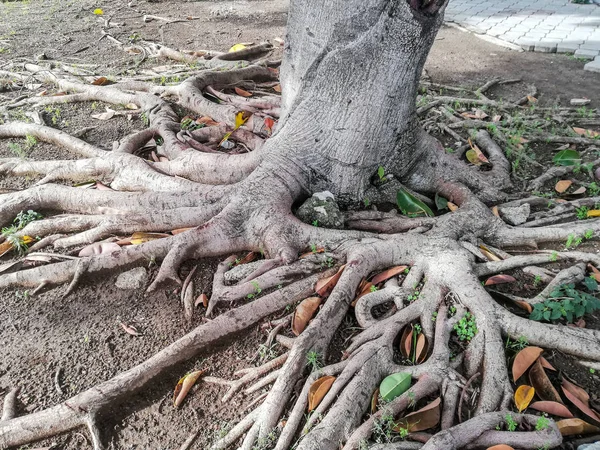 Tree of cable Stock Photos, Royalty Free Tree of cable Images ...