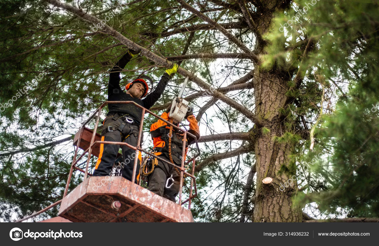 Arborist men with chainsaw and lifting platform cutting a tree. Stock ...