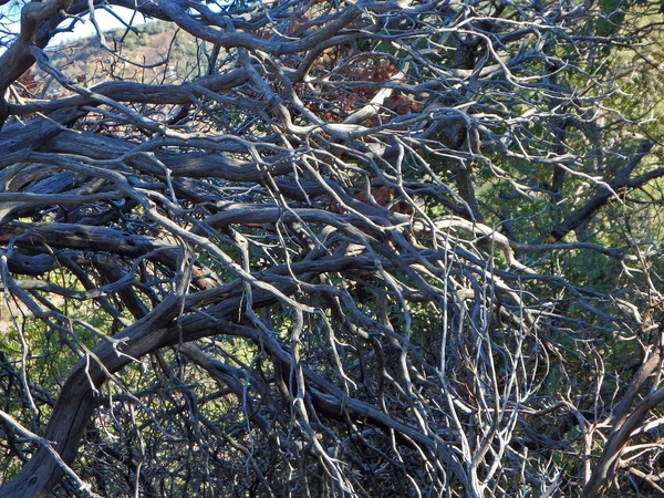 Natural abstract of tree branches on Four Peaks Trail east of Phoenix ...