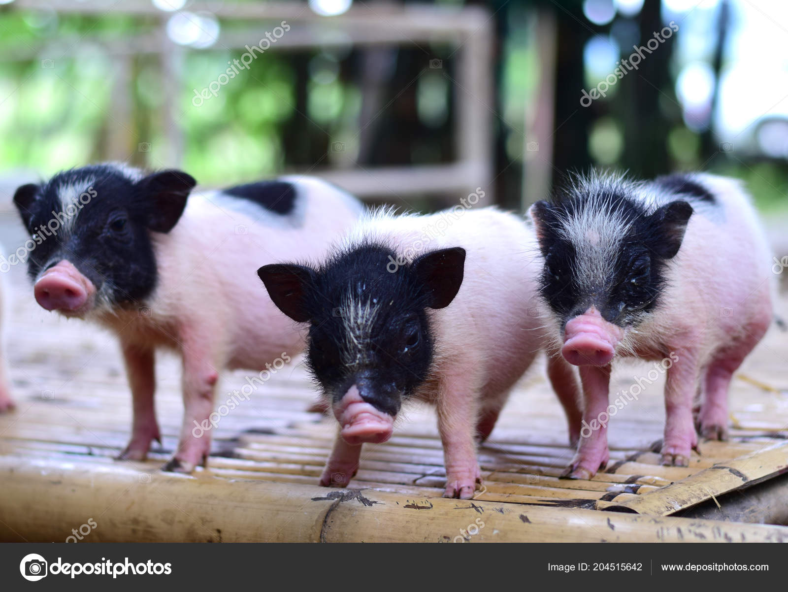 Pig Small Body Dwarf Pigs Miniature Stock Photo by ©sompong_tom 204515642