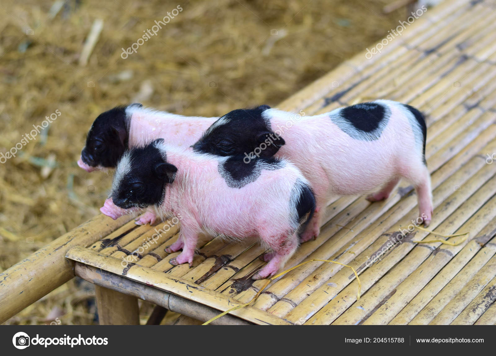 Pig Small Body Dwarf Pigs Miniature Stock Photo by ©sompong_tom 204515788