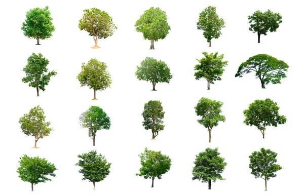 Tree growing chart Stock Photos, Royalty Free Tree growing chart Images ...