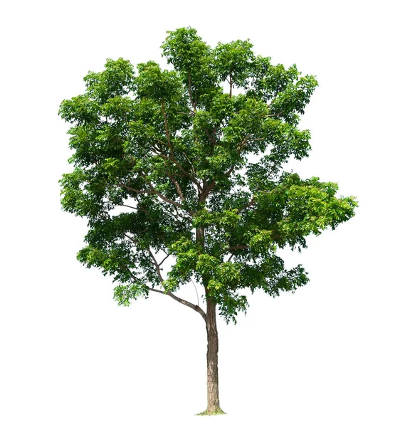 National tree of bangladesh Stock Photos, Royalty Free National tree of ...