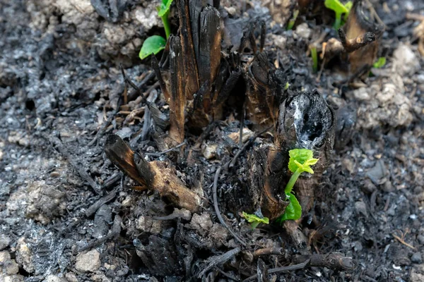 Growth after fire Stock Photos, Royalty Free Growth after fire Images ...