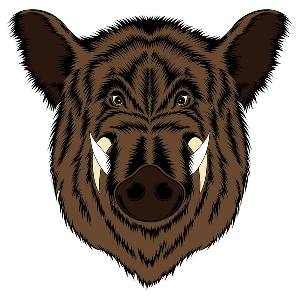 Wild Boar Face Drawing