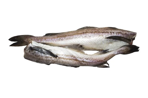 Poisson chat pangasius images libres de droit, photos de Poisson chat ...