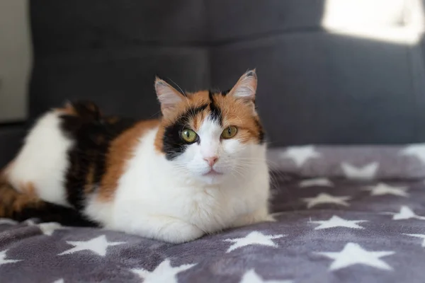 Cat three colors Stock Photos, Royalty Free Cat three colors Images ...