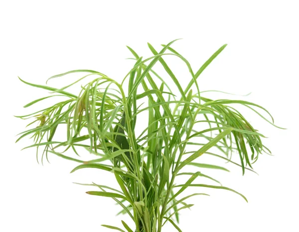 Papyrus plant fotos de stock, imágenes de Papyrus plant sin royalties ...