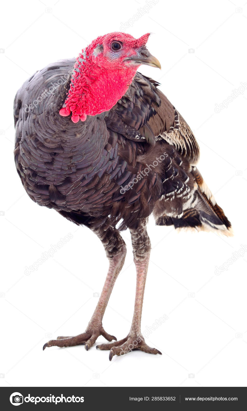 Young turkey bird isolated. — Stock Photo © singaevskagalina.gmail.com ...