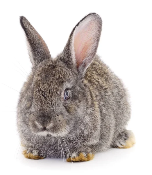 Conejo fondo blanco fotos de stock, imágenes de Conejo fondo blanco sin ...